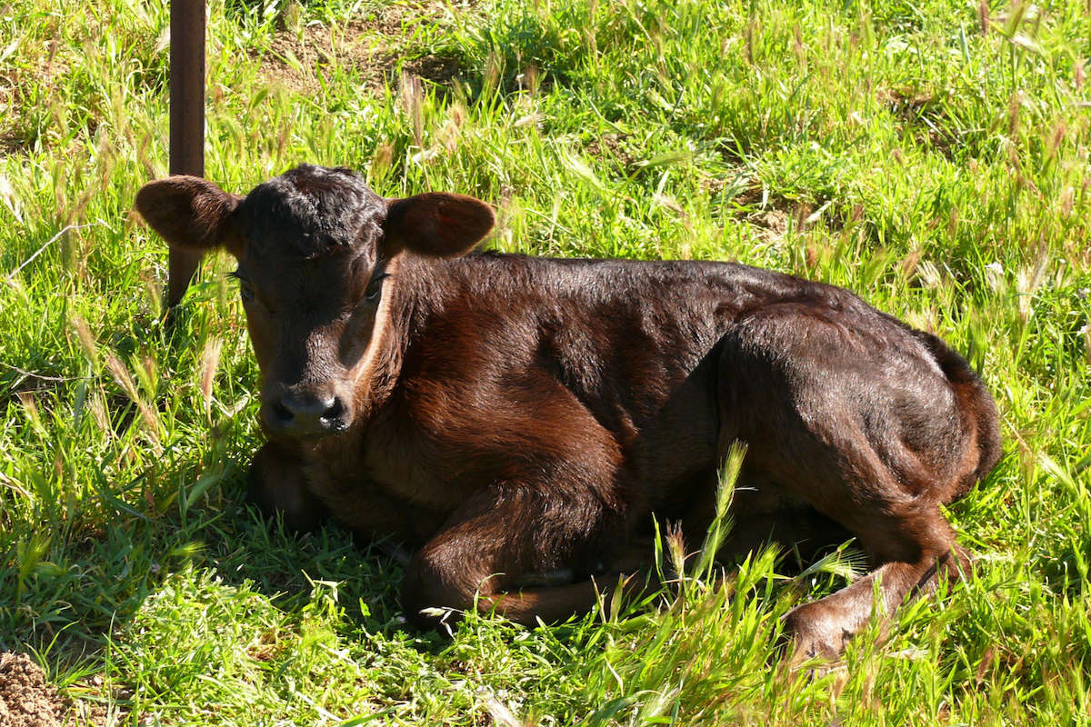 Calving season advisory | Tri City Voice