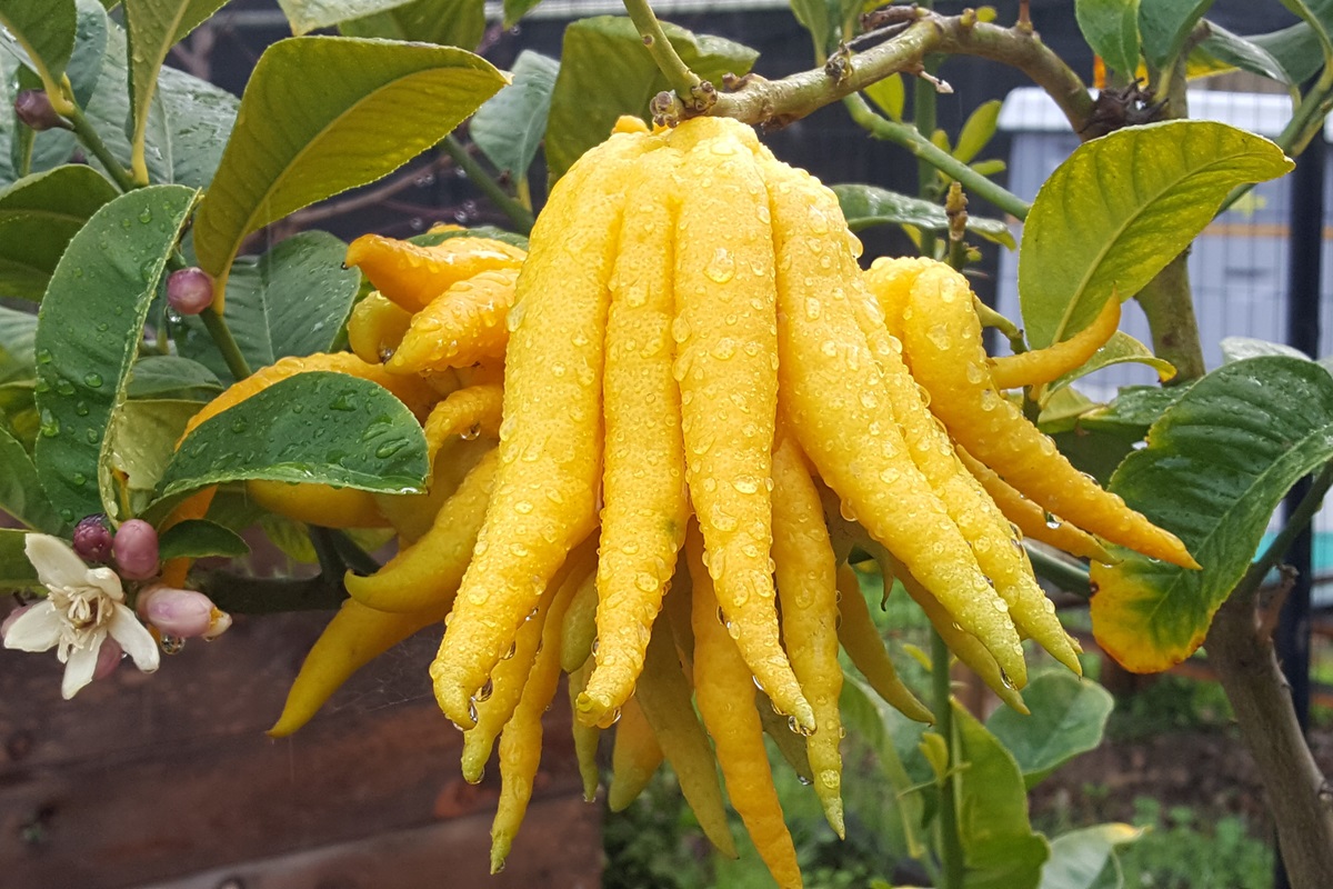 A fresh twist on citrus | Tri City Voice