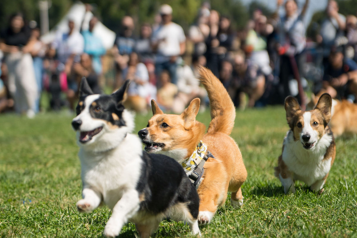 Corgis race to the fairgrounds | Tri City Voice