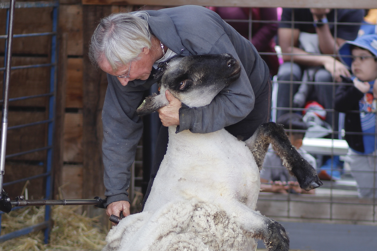 Ardenwood holds annual Sheep Shearing Day | Tri City Voice